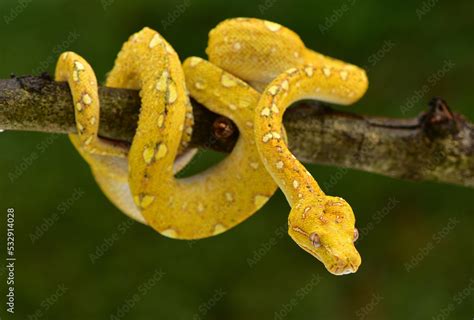 The Green Tree Python Morelia Viridis Is A Species Of Snake In The