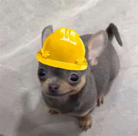 Perrito Trabajador