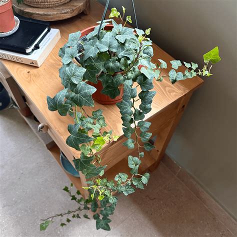 English Ivy Indoor Plant Shop In Egypt