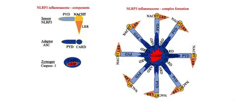 Sensor Component Of The Nlrp3 Inflammasome Comprises Of Pyrin Domain Download Scientific