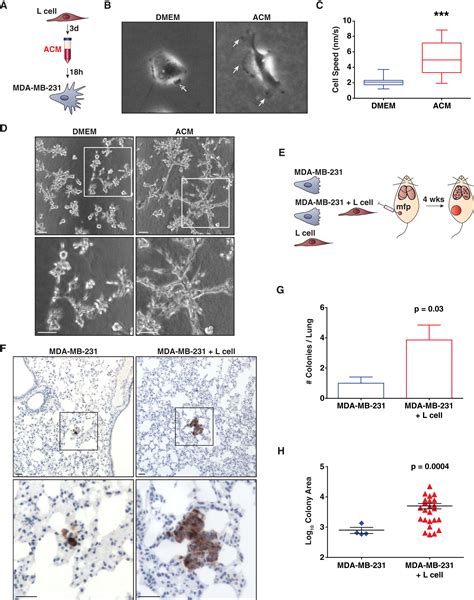 Exosomes Mediate Stromal Mobilization Of Autocrine Wnt Pcp Signaling In