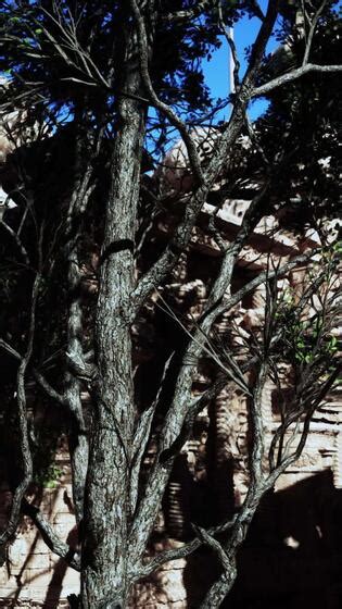 Tree Building Stock Video Footage For Free Download