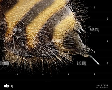 Bee Stinger Scanning Electron Micrograph Of The End Of A Bees Apis