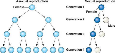 Reproduction Html 46 03reproducthandicap L 