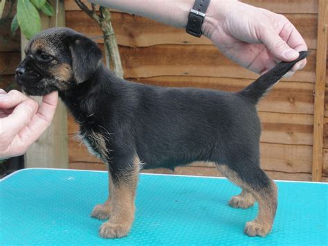 Border Terrier Pictures Information Temperament Characteristics