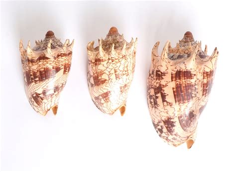 Group Of Three Imperial Volute Seashell Etsy