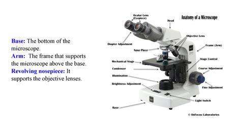 Microscopelecture Microscopelecture Base The Bottom Of The