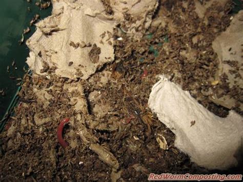 Worm Factory 360 2 02 12 Red Worm Composting