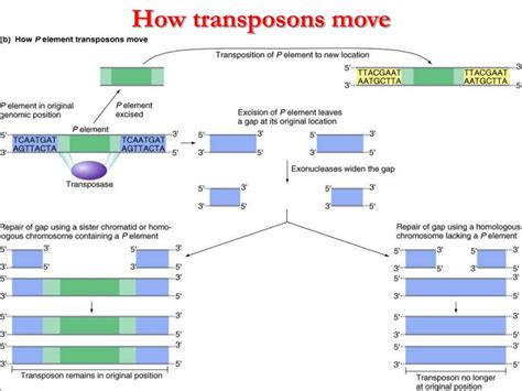 Ppt ‘mobile Dna Transposable Elements Powerpoint Presentation Free Download Id 3897962