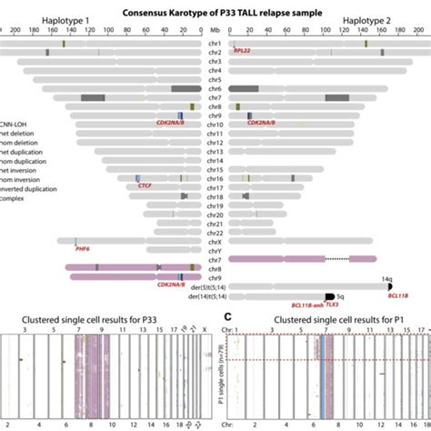 Single Cell Sequencing Of PDX Derived T ALL Relapse P1 Reveals Download Scientific Diagram