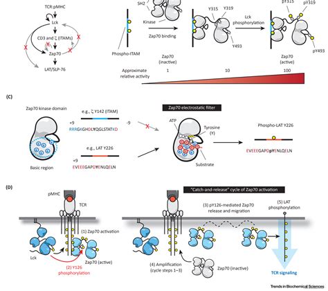 Notes2 Biotech README Md At Main DearJohnsonny Notes2 Biotech GitHub