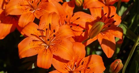 Lily Poisoning In Cats Firstvet