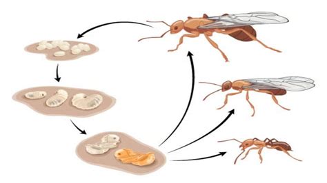 Carpenter Ants Information Types Infestation And Prevention Carpenter Ants Information Types Infestation And Prevention