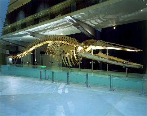 Blue Whale Skeleton Skeleton Of Blue Whale Almost Ready For Display In