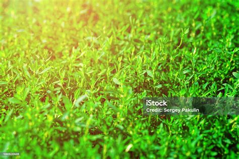 자연 배경 녹색 잔디가 닫힙다 화면 보호기를 위한 빈 배경 0명에 대한 스톡 사진 및 기타 이미지 0명 가까운 개념 Istock