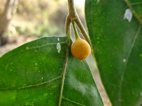 Batalaland Ficus Tinctoria