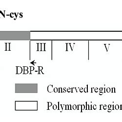 Schematic Diagram Of Gene Showing The Location Of The Primers