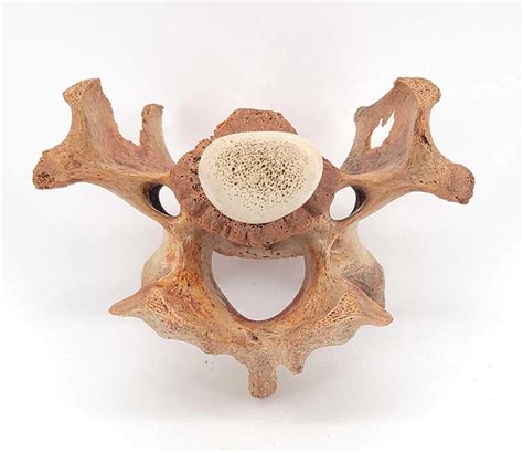Smilodon Fatalis Vertebra Fossil And Bone 4648011895