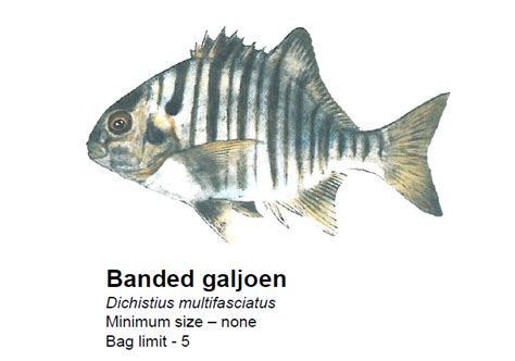 Banded Galjoen