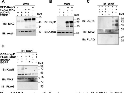 Figure 35 From The Role Of Sumoylation In The Kshv Kaposin B Mk2