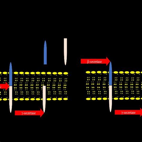 Pathways For The Processing Of Amyloid Precursor Protein App A Download Scientific Diagram