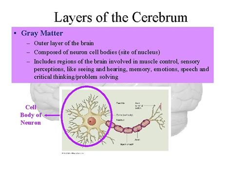 Cerebral Cortex The Outermost Layer Of The Brain