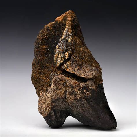 Fully Rooted Triceratops Tooth Astro West
