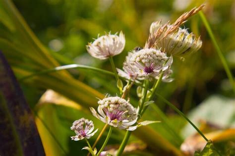 70 Astrantia Pictures