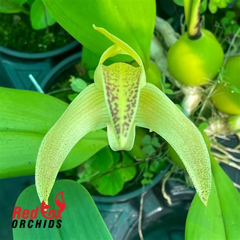 Bulbophyllum Polystictum