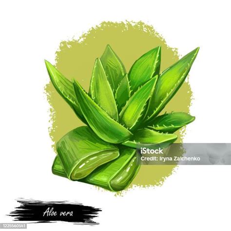 알로에 베라 고립 된 약초 손으로 그린 디지털 아트 일러스트 알로에의 즙이 많은 식물 종 상록 다년생 잘라 내고 전체 식물 잎이 화장품 및 의학에 사용되는 내부 젤로