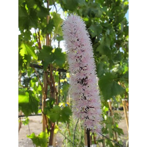 Actaea Simplex ‘pink Spike Zilverkaars