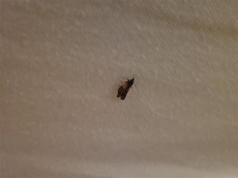 What Bug Is This Found In Our Airbnb R Whatbugisthis