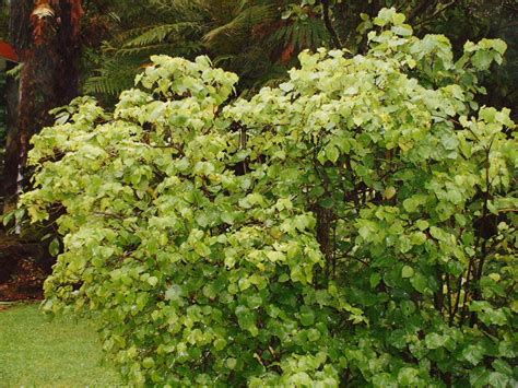 Macropiper Excelsum 1 5l Springvale Garden Centre
