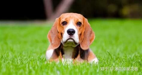 狗狗爱吃草？别慌！告诉你狗狗爱吃草的原因和应对办法 知乎