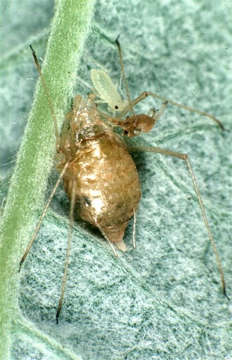 Raspberry Aphid Fruit Disease
