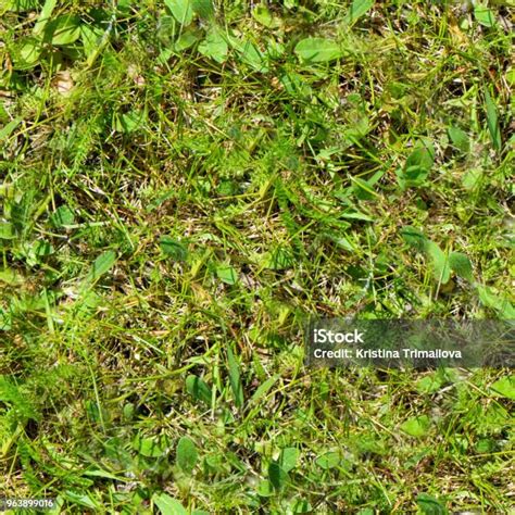 Rumput Mulus Latar Belakang Tekstur Taman Lantai Lumut Rumput Hijau Segar Foto Stok Unduh