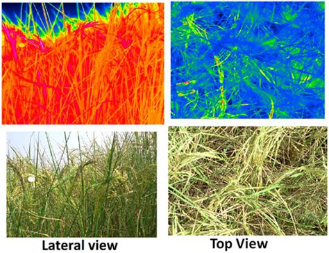 Representative Thermal And Corresponding Visible Image Of The Rice Crop Download Scientific