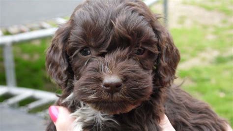 Cockapoo Price Temperament Life Span