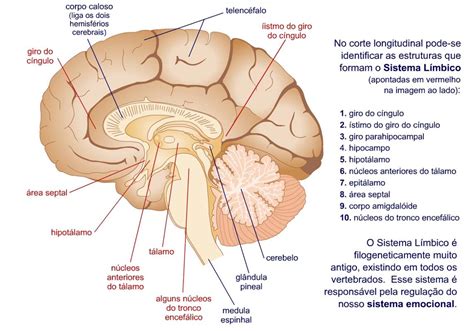 Saúde Emocional Sistema Límbico