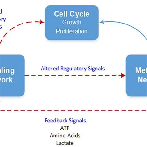 Cell Cycle Regulation The Cell Cycle Is Under The Regulatory Control Download Scientific