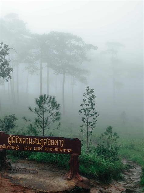 เดินตัวปลิว ดอกหงอนนาคบานแล้วนะ จองกันยางงงง 📌 Facebook