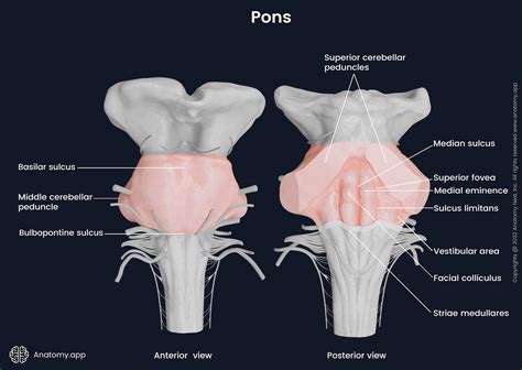 Pons Encyclopedia Anatomy App Learn Anatomy 3d Models Articles And Quizzes