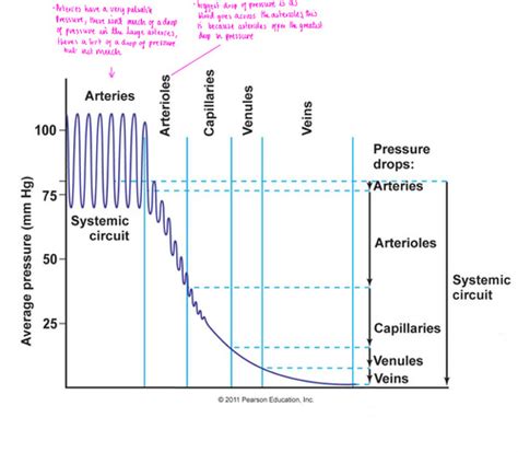 Session 2 Control Of Cardiac Output Lecture 22 Flashcards Quizlet