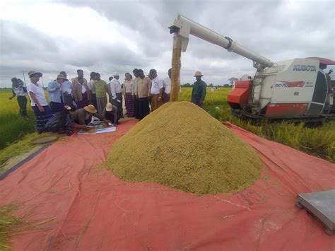 မြို့သစ်မြို့နယ်၌ စံပြနွေစပါးစံကွက် ရိတ်သိမ်း Information And Public