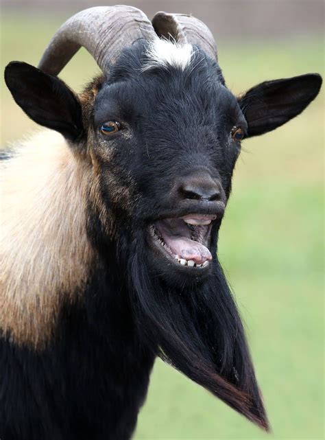 Barba De Chivo Memes