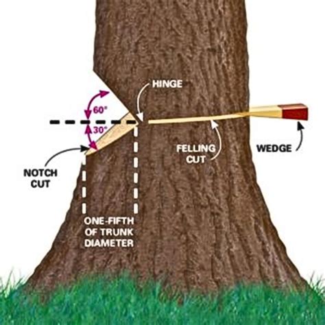 How To Remove A Small Tree A 2024 Diy Guide 2024 Todays Homeowner