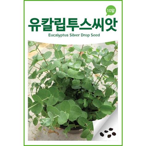 실버드롭 유칼립투스씨앗 유칼립투스 씨앗 허브씨앗 Eucalyptus Seed 10알 씨앗판매 쇼핑몰