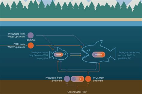 Addressing Pfas In The Environment Part 2 Anchor Qeas Bioaccumulation