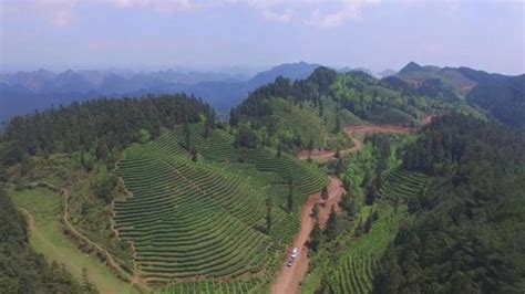 茶葉迎春抽新芽 關嶺各地茶農採茶忙 每日頭條