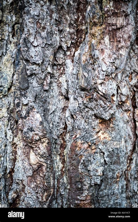 Gray Tree Bark Texture Of A Pine Trunk Closeup Texture Background Stock Photo Alamy